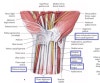 정중신경 포착median Nerve Entrapment 네이버 블로그